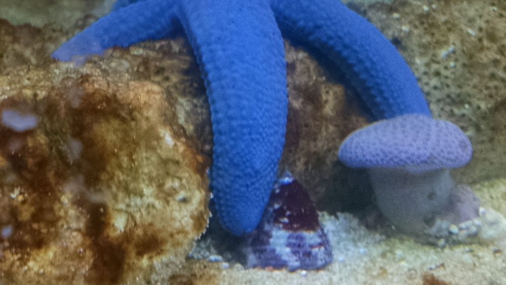 Blauer Seestern Foto & Bild | wasser, meer, natur Bilder auf fotocommunity