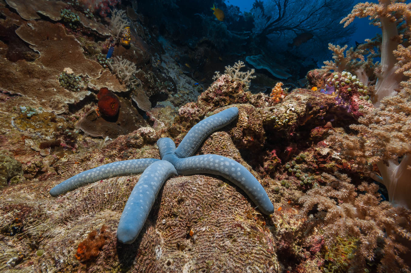 Blauer Seestern Foto & Bild | asia, indonesia, tiere Bilder auf ...