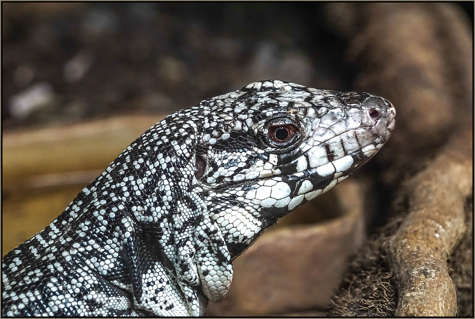 blauer Teju Foto & Bild | natur, tiere, ostallgäu Bilder auf fotocommunity