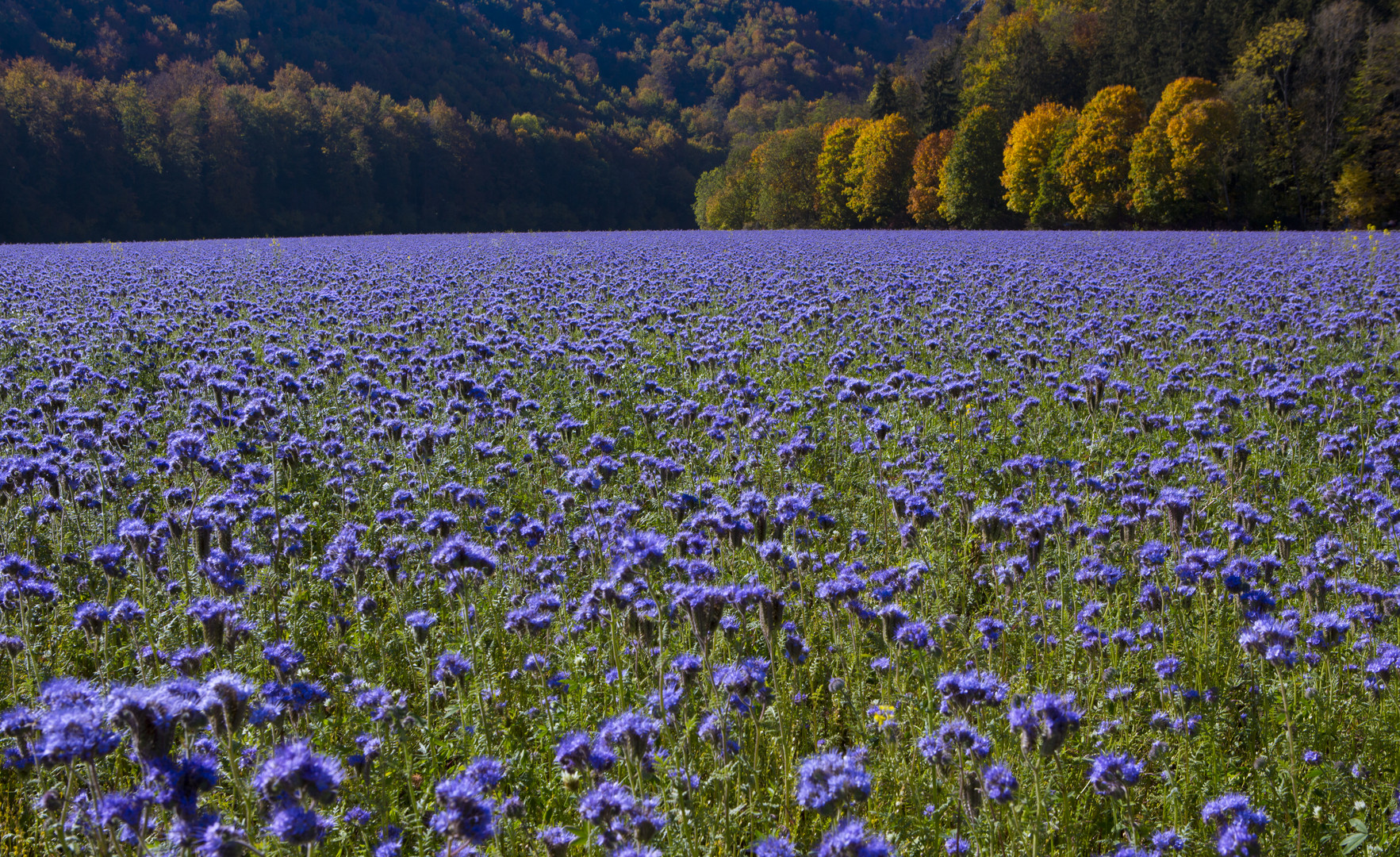BLAUES FELD Foto & Bild | blau, felder, natur Bilder auf fotocommunity
