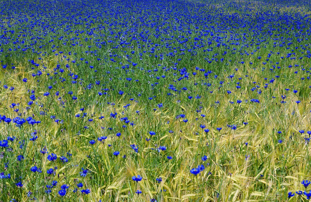 Blaues Kornfeld Foto & Bild | pflanzen, pilze & flechten, blüten- & kleinpflanzen, kornblumen ...