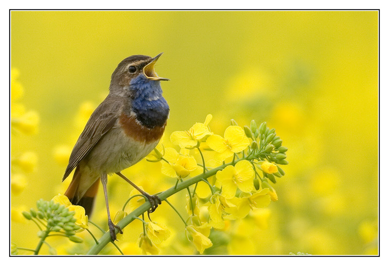 Blau/Gelb.... Foto & Bild | tiere, wildlife, wild lebende vögel Bilder ...
