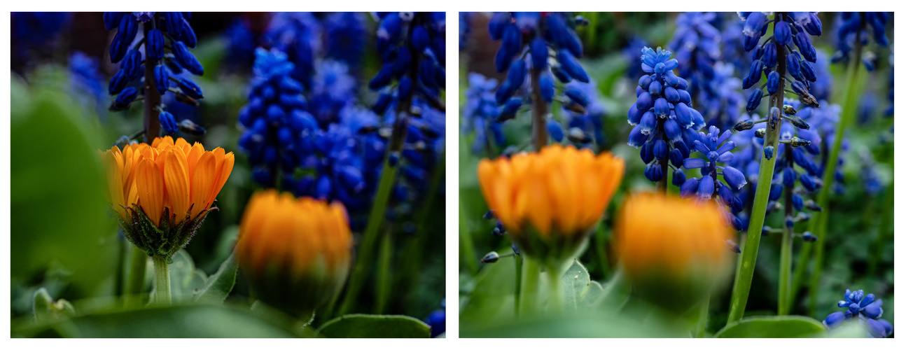 Blaugelb Foto & Bild | pflanzen, pilze & flechten, blüten ...