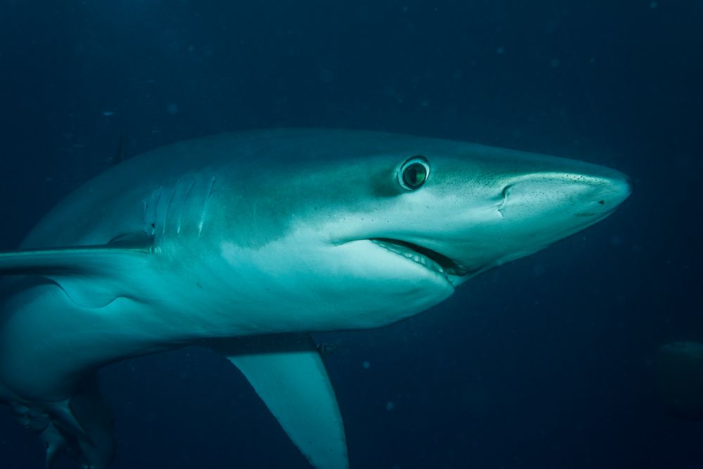 Blauhai 4 Foto & Bild | world, natur, tiere Bilder auf fotocommunity