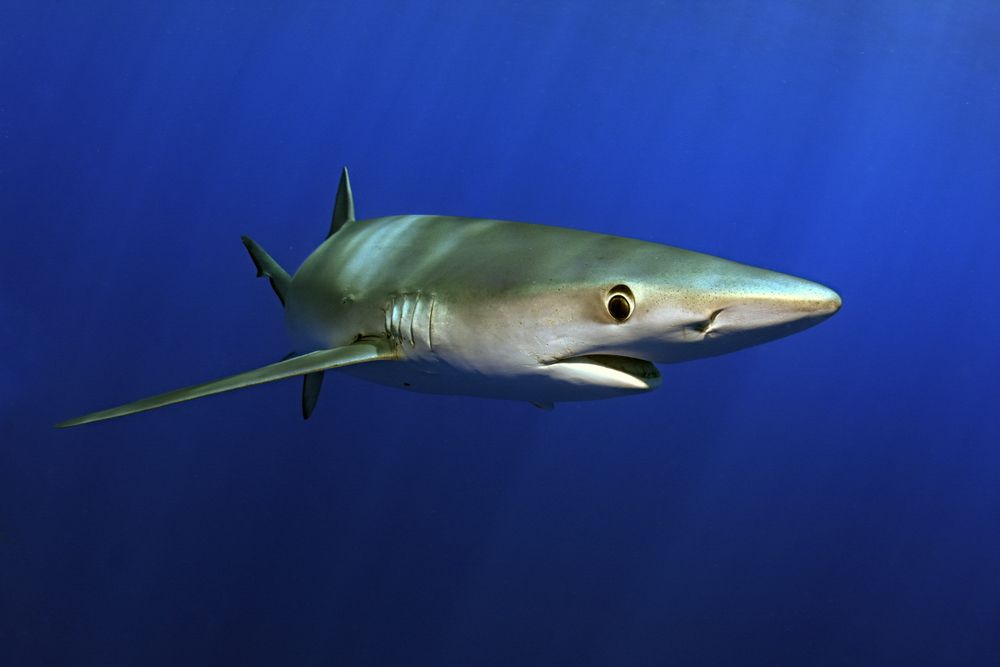 Blauhai Foto & Bild | fotos, meer, natur Bilder auf fotocommunity