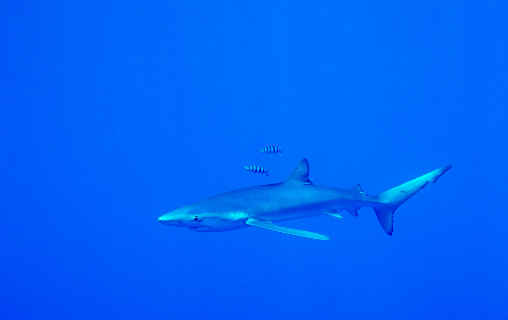 Blauhai, Azoren Foto & Bild | größere tiere, hai, pico Bilder auf ...