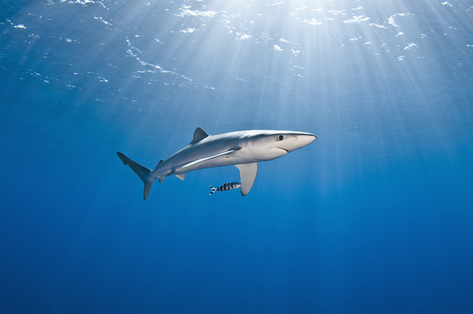 Blauhai gefangen im Sonnenlicht Foto & Bild | unterwasser, uw ...