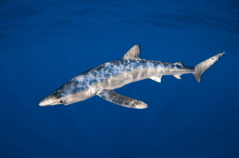 Blauhai im Atlantic Foto & Bild | unterwasser, uw-salzwasser, natur ...