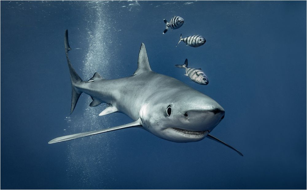 Blauhai und Freunde Foto & Bild | nature, world, natur Bilder auf ...