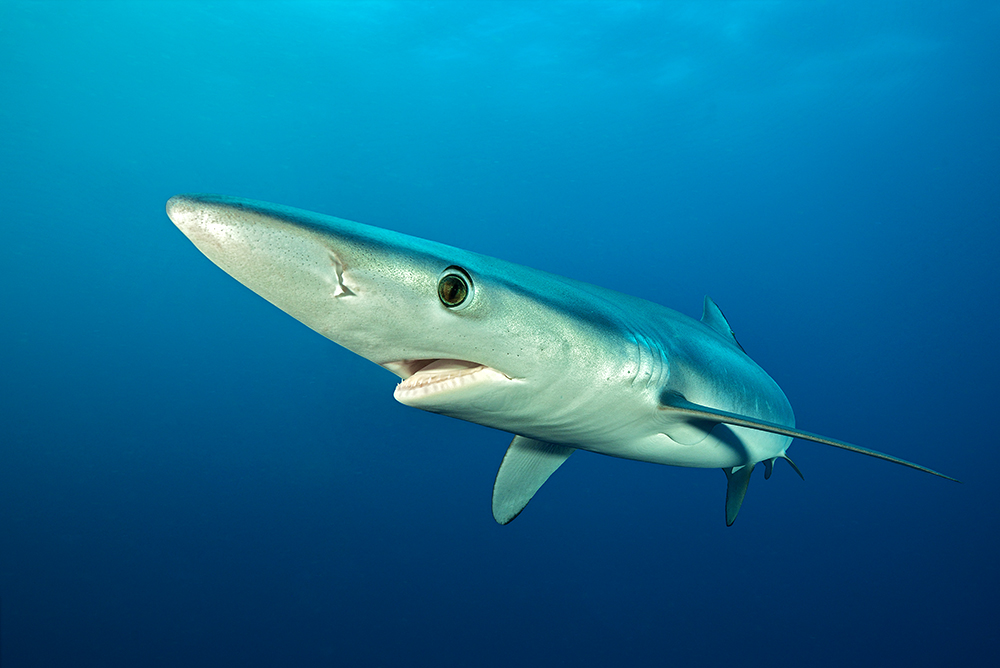 Blauhai vor Kapstadt Foto & Bild | unterwasser, uw-salzwasser, natur ...