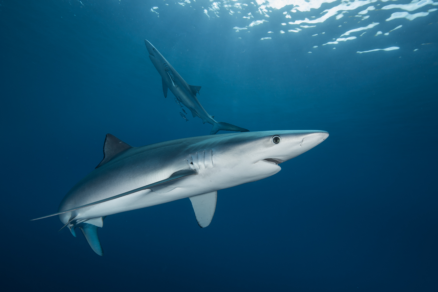 Blauhaie im Blau des Atlantiks Foto & Bild | world, natur, tiere Bilder ...