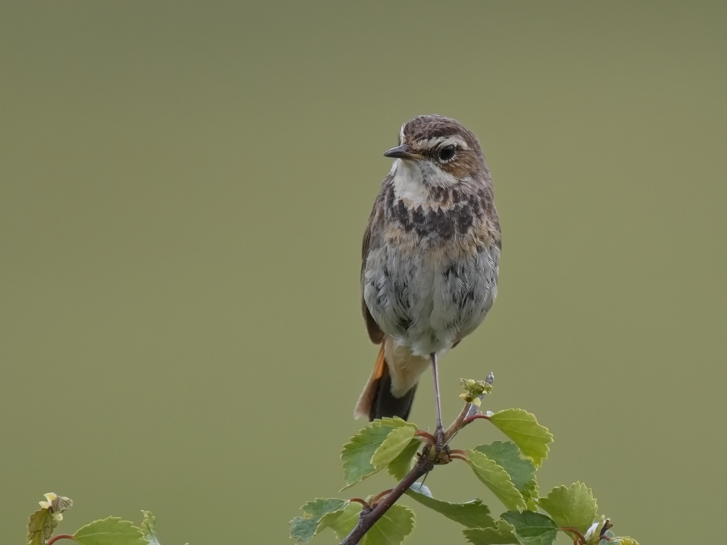 Blaukehlchen-Weibchen Foto & Bild | natur, vogel, tiere Bilder auf ...