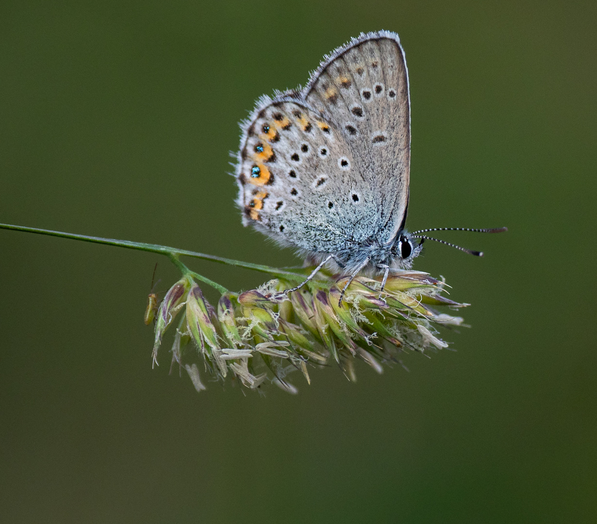 Blauling Foto & Bild | monatswettbewerbe natur, foto des jahres 22 ... Blauling Foto & Bild | monatswettbewerbe natur, foto des jahres 22 ...