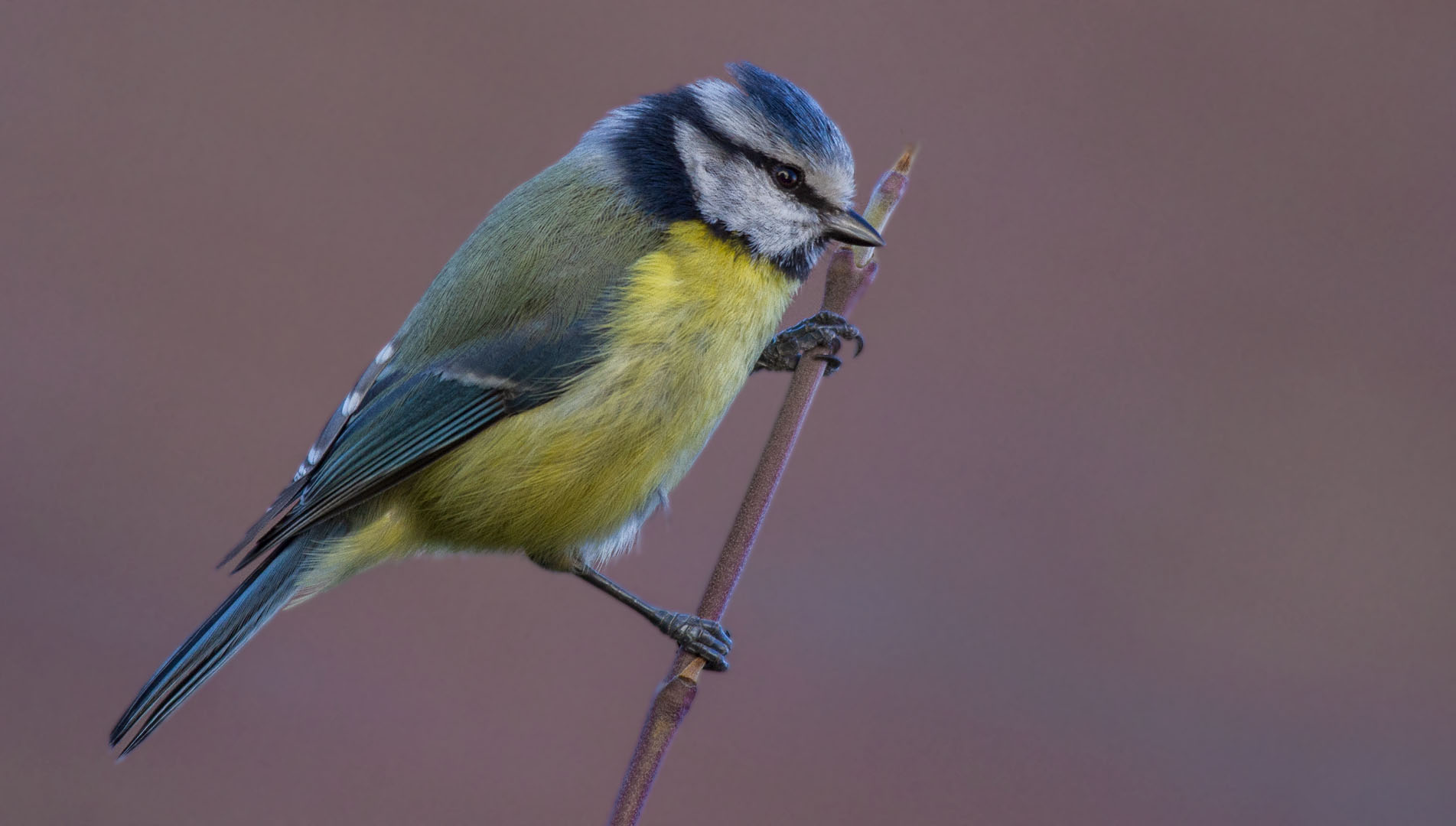 Blaumeise 001a Foto & Bild | tiere, wildlife, wild lebende vögel Bilder ...
