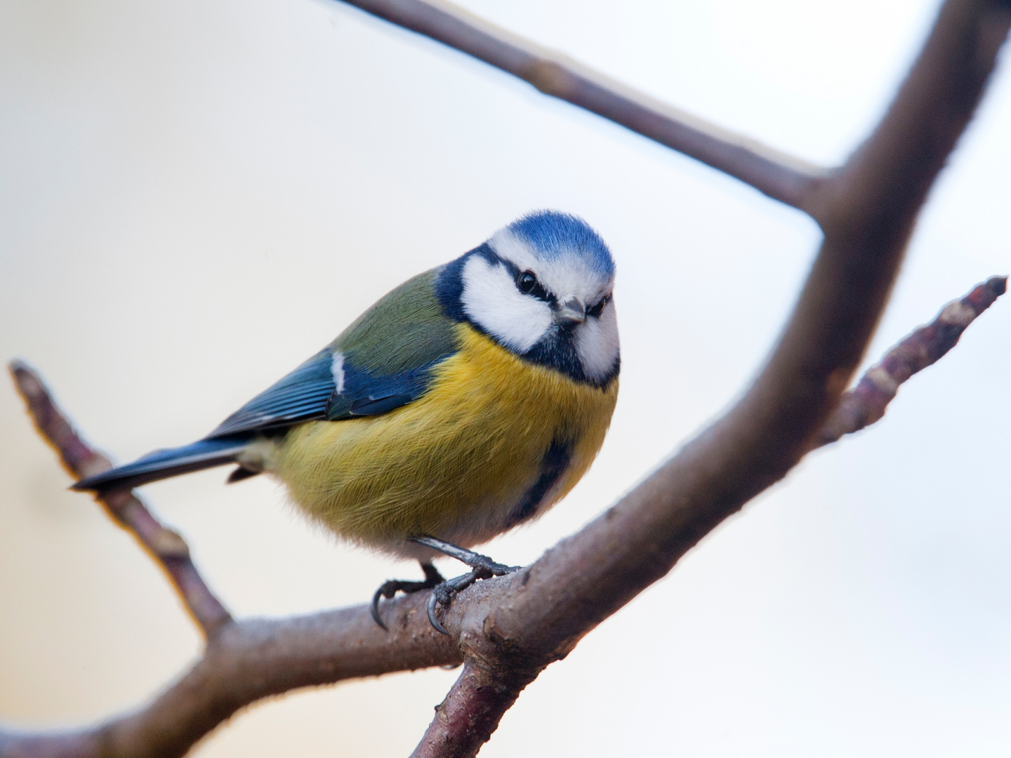 Blaumeise Foto & Bild | tiere, wildlife, wild lebende vögel Bilder auf ...