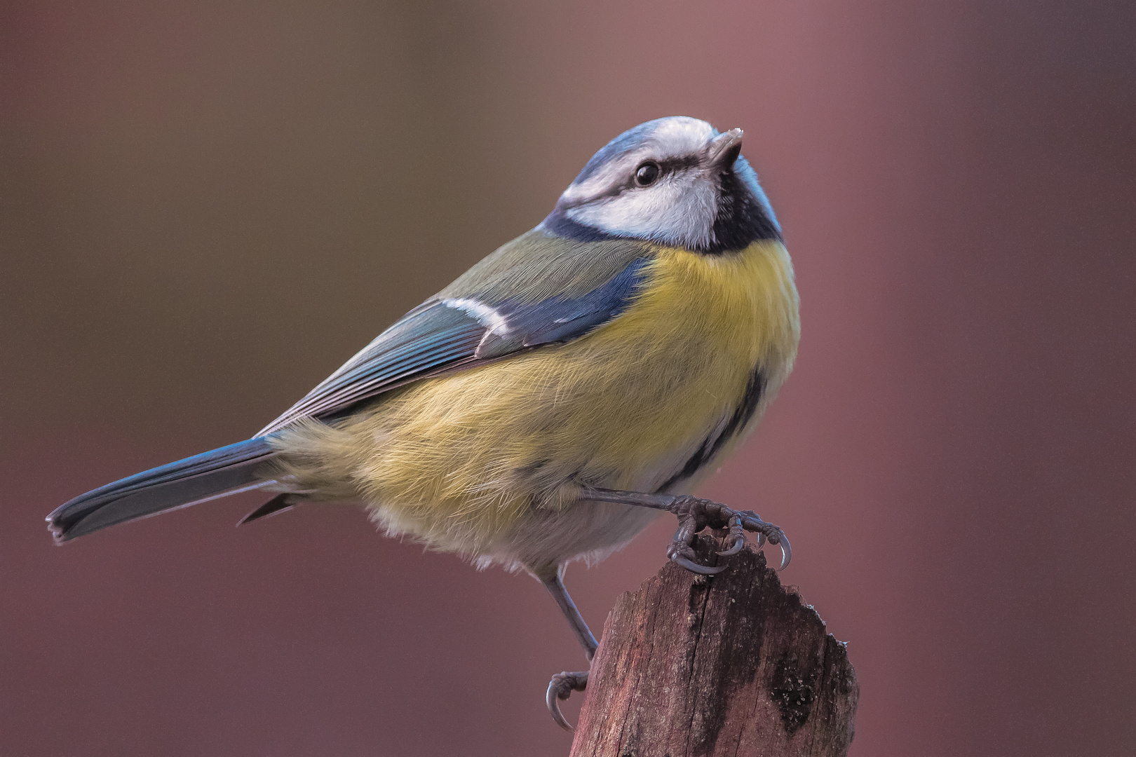 Blaumeise Foto & Bild | natur, tiere, vögel Bilder auf fotocommunity Blaumeise Foto & Bild | natur, tiere, vögel Bilder auf fotocommunity