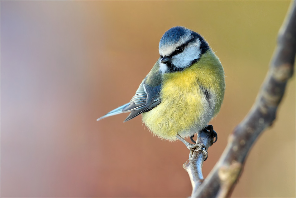 Blaumeise Foto & Bild | tiere, wildlife, wild lebende vögel Bilder auf ...
