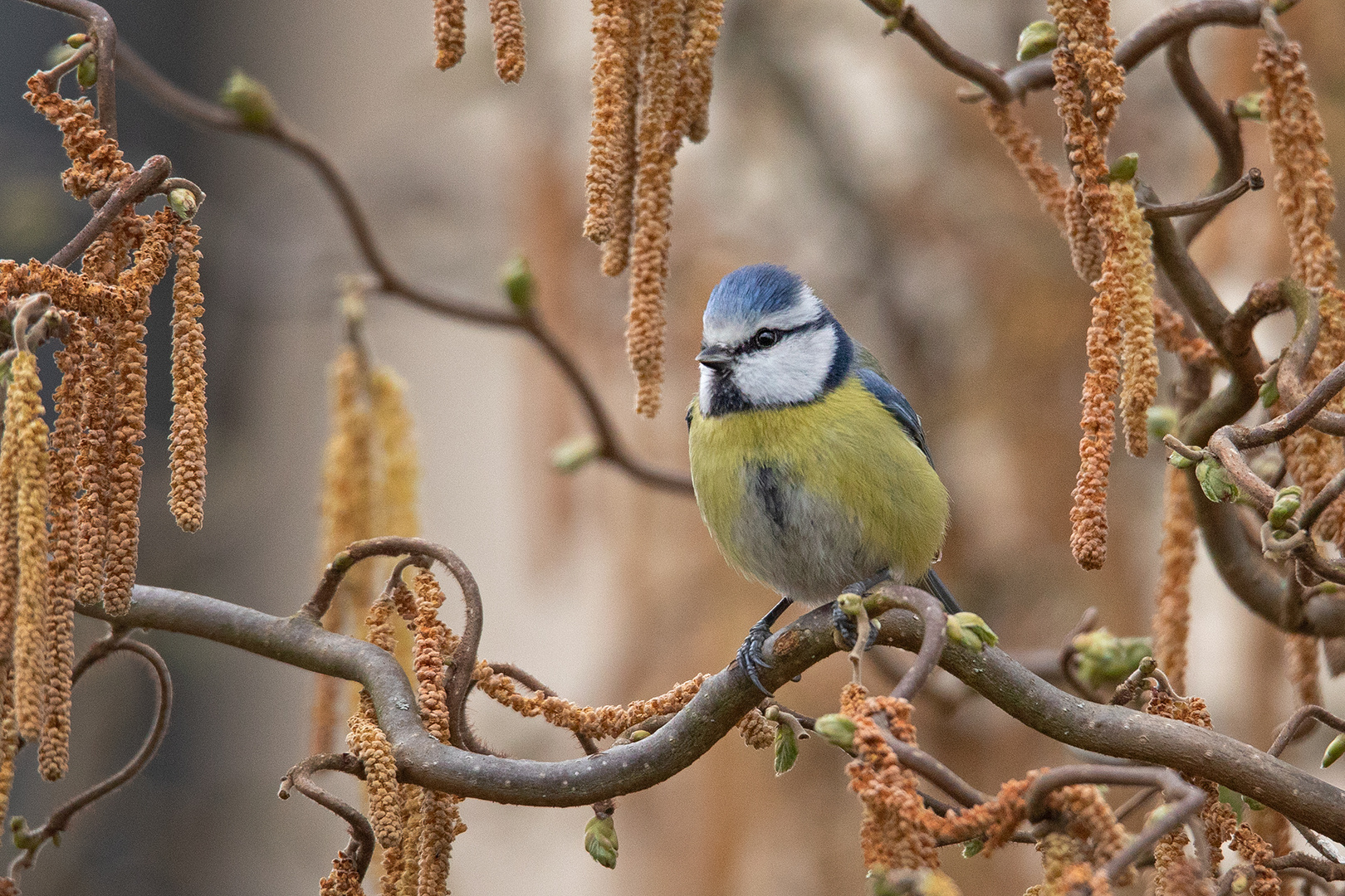 Blaumeise 2 Foto & Bild | tiere, wildlife, wild lebende vögel Bilder ...