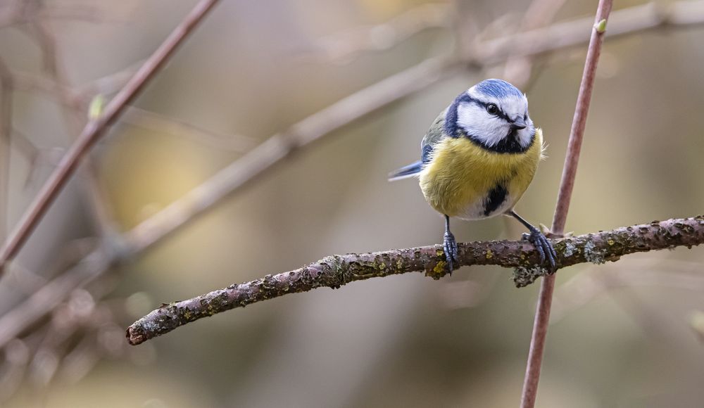 Blaumeise Foto & Bild | dokumentation, outdoor, natur Bilder auf fotocommunity