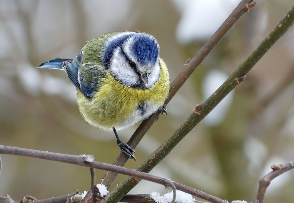 Blaumeise Foto & Bild | wald, winter, tiere Bilder auf fotocommunity Blaumeise Foto & Bild | wald, winter, tiere Bilder auf fotocommunity