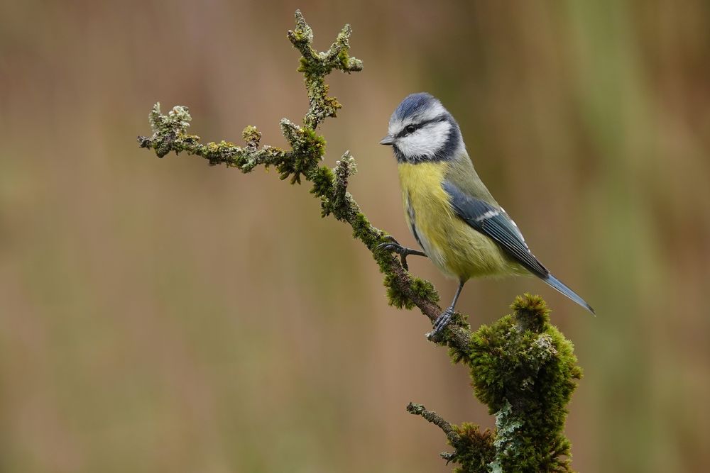 Blaumeise | Naturfotografie Urs Kägi