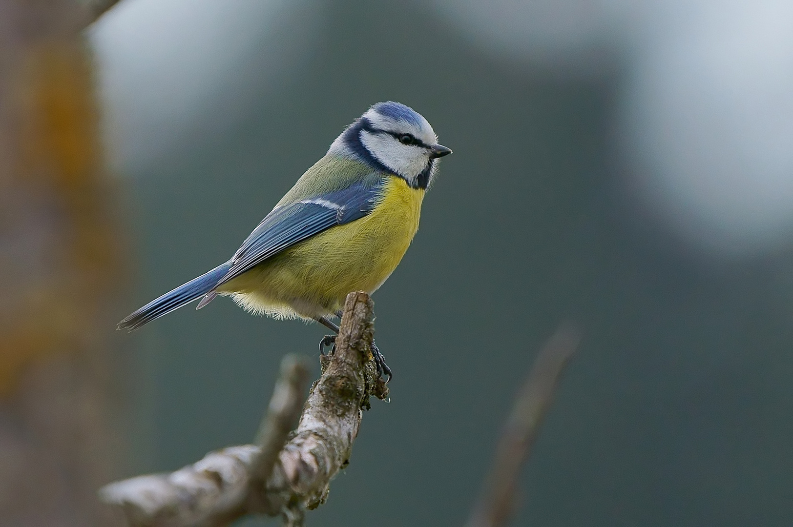 Blaumeise Foto & Bild | natur Bilder auf fotocommunity