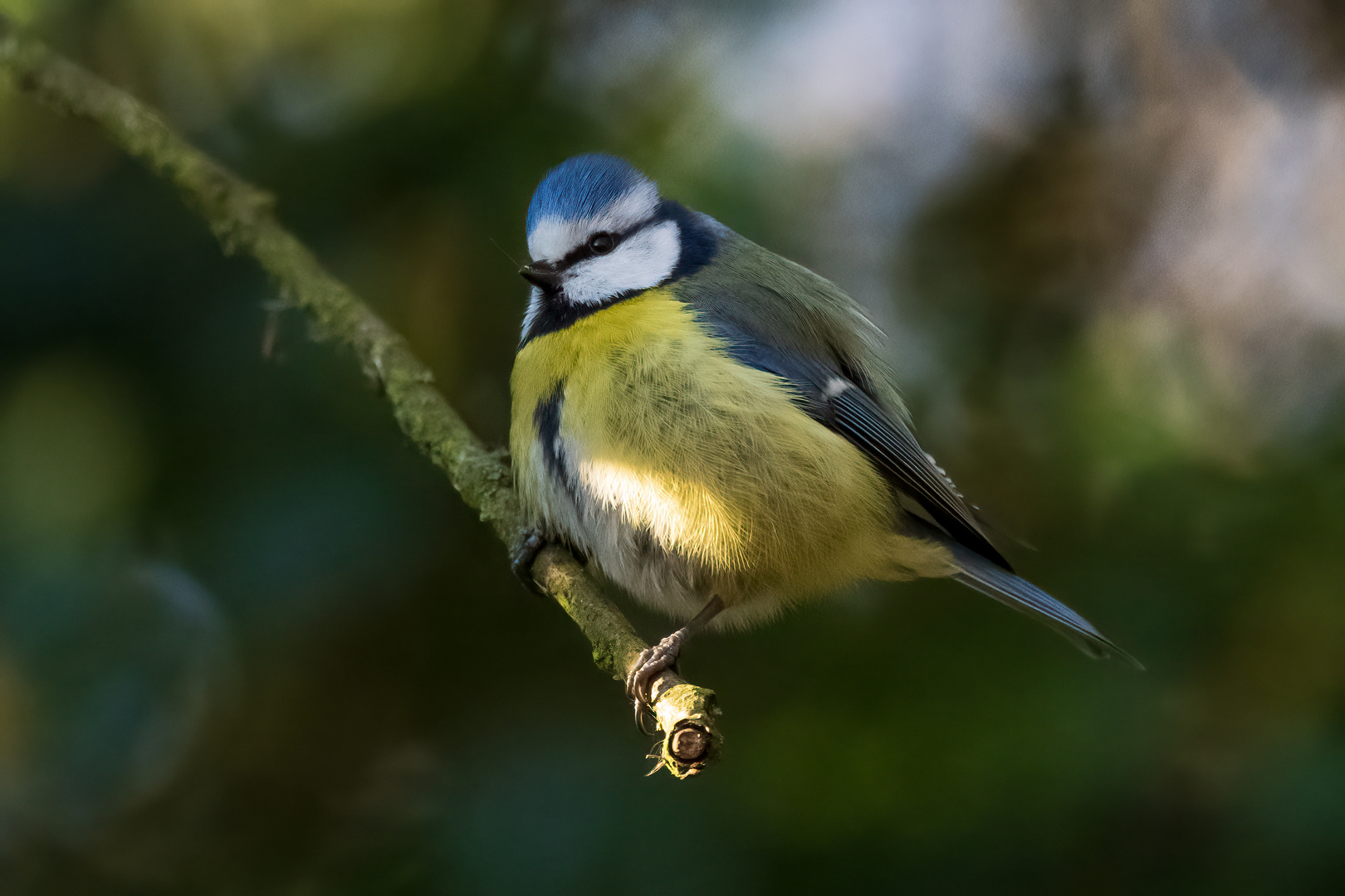 Blaumeise Foto & Bild | deutschland, europe, brandenburg Bilder auf ...