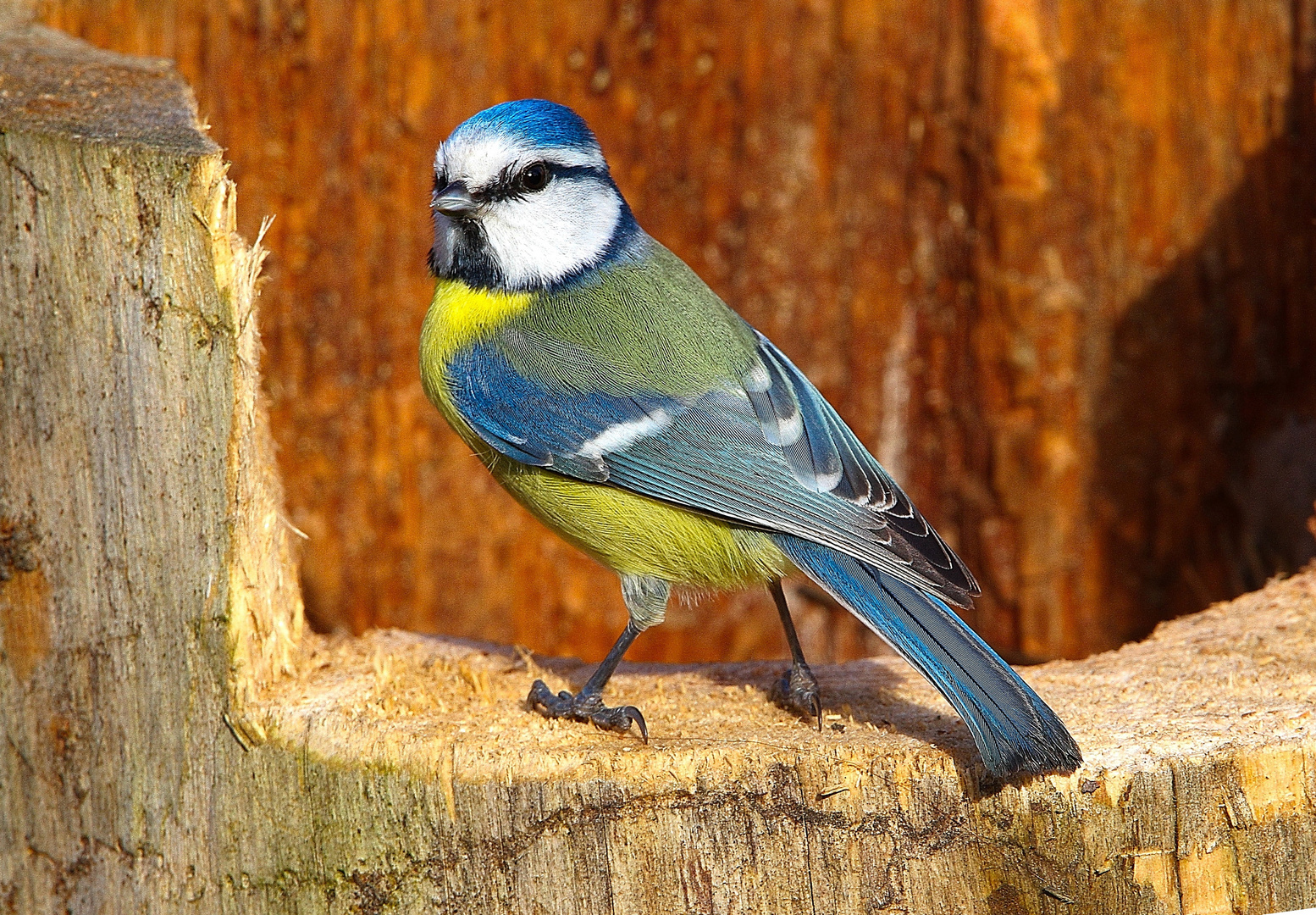 Blaumeise Foto & Bild | tiere, wildlife, wild lebende vögel Bilder auf ...