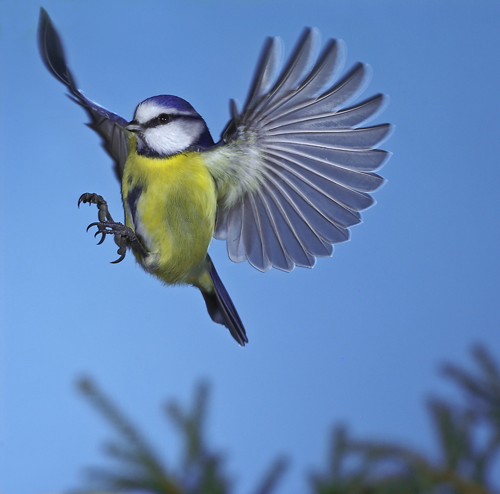 Blaumeise Foto & Bild | tiere, wildlife, wild lebende vögel Bilder auf ...