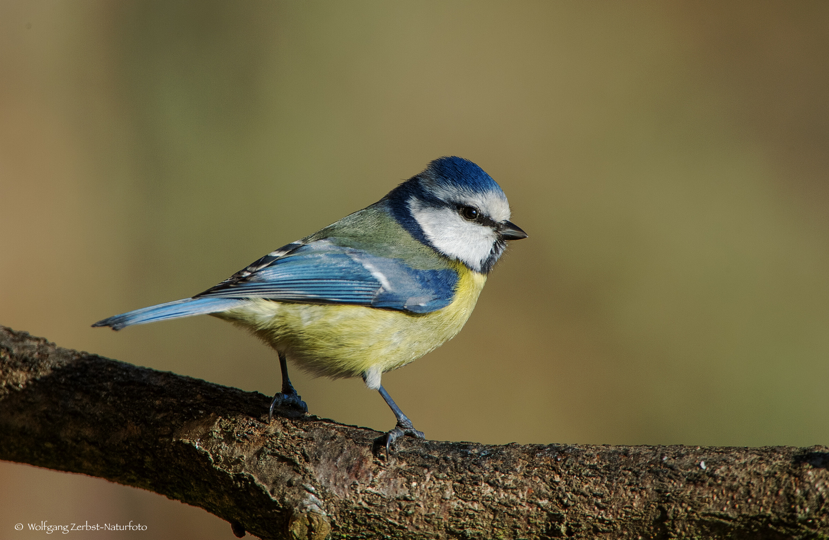 - BLAUMEISE - Foto & Bild | fotos, world, natur Bilder auf fotocommunity