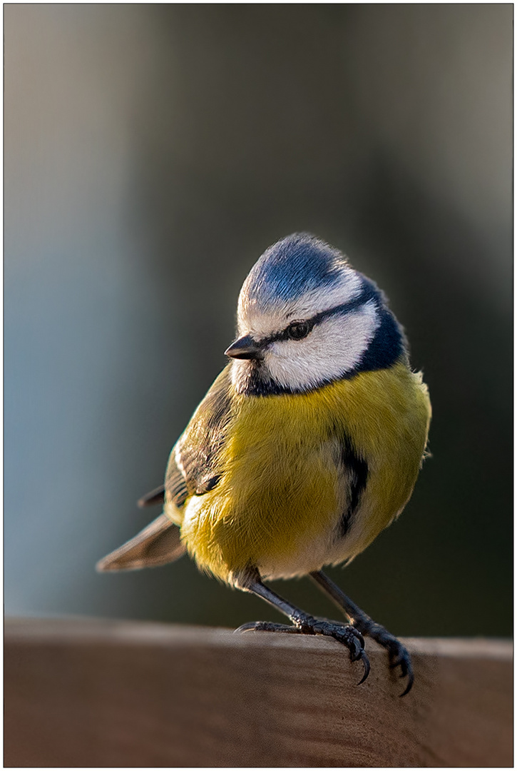 Blaumeise Foto & Bild | tiere, wildlife, wild lebende vögel Bilder auf ...