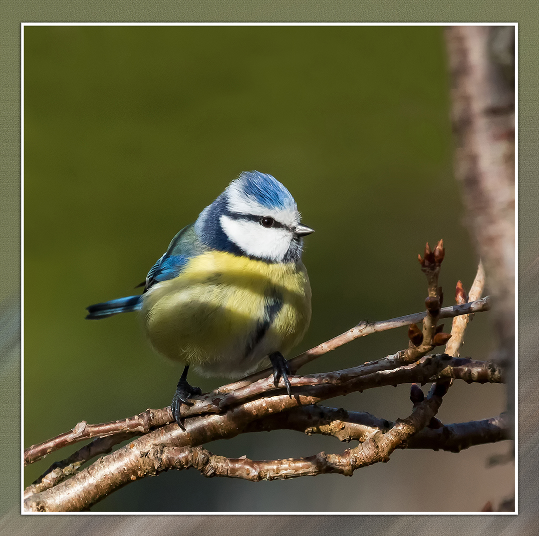 Blaumeise Foto & Bild | tiere, wildlife, wild lebende vögel Bilder auf ...