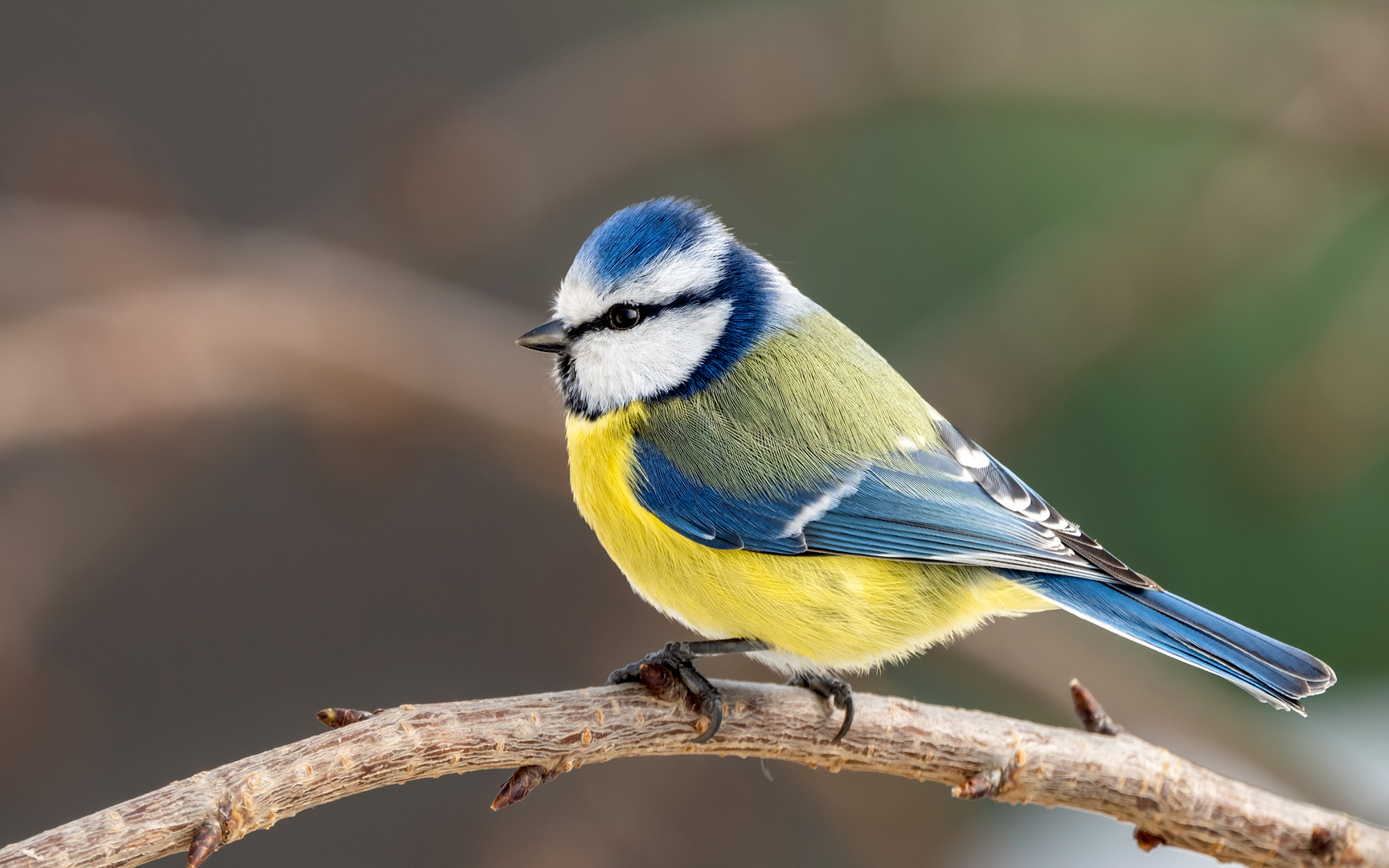 Blaumeise Foto & Bild | fotos, nature, winter Bilder auf fotocommunity