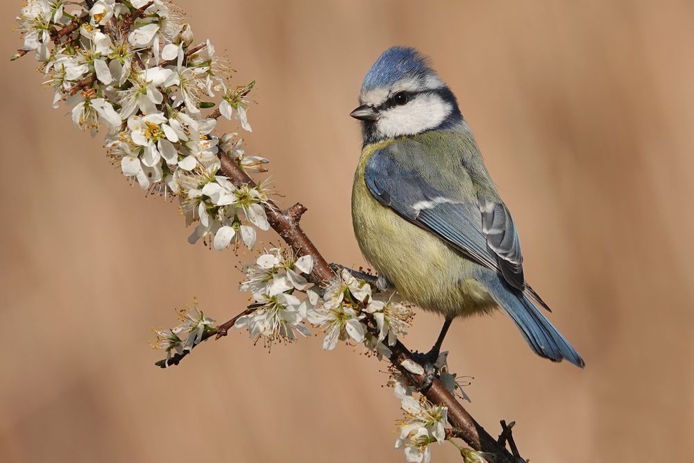 Blaumeise | Naturfotografie Urs Kägi