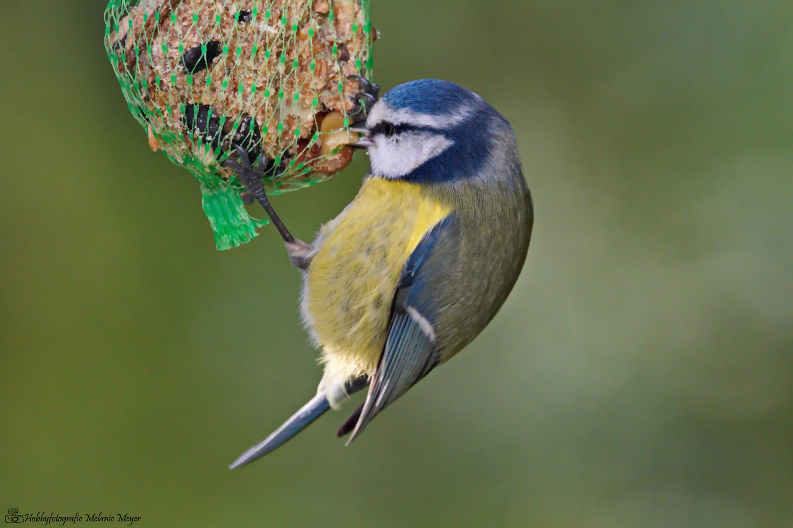 Blaumeise Foto & Bild | tiere, wildlife, wild lebende vögel Bilder auf ...