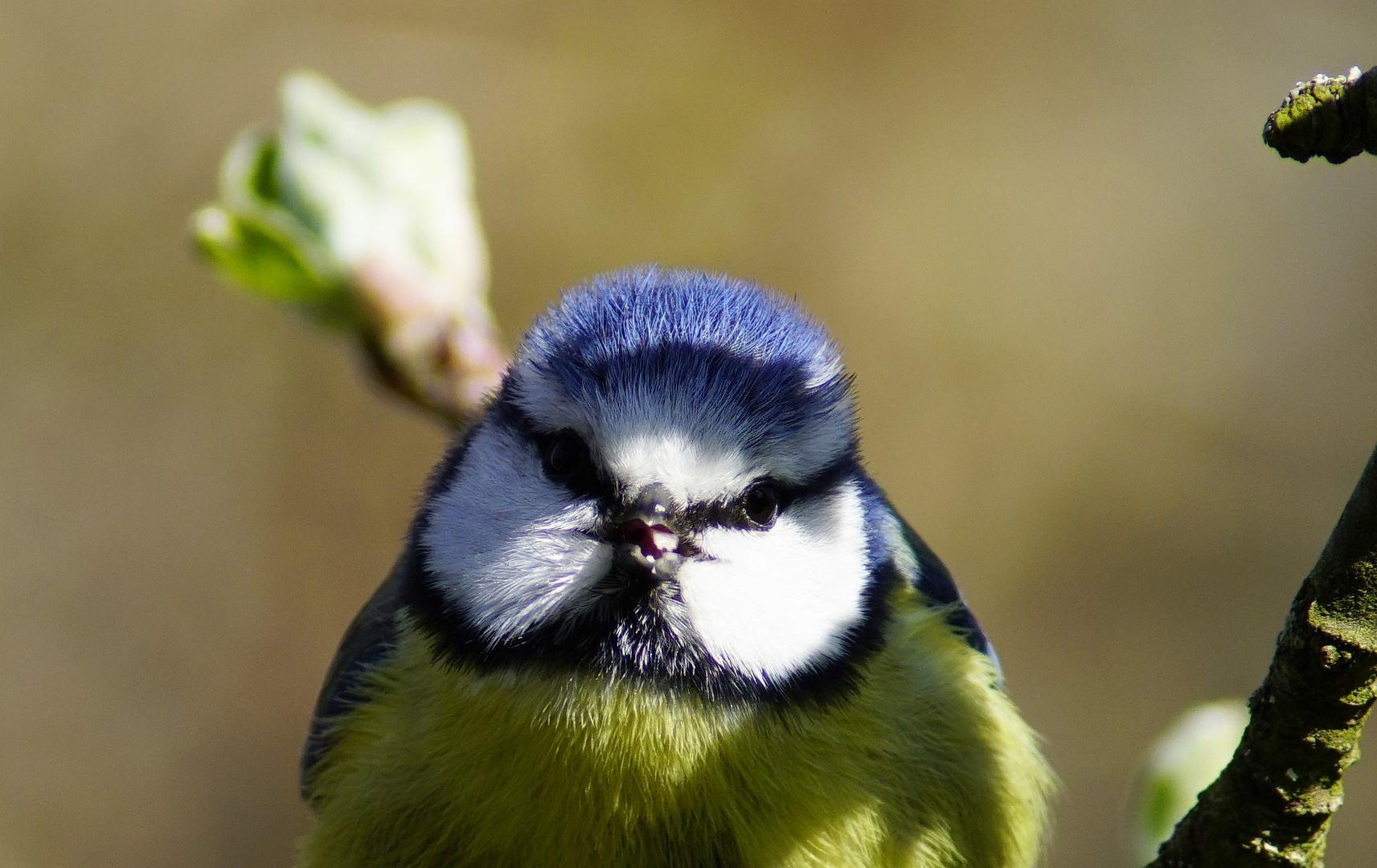 Blaumeise. Foto & Bild | tiere, wildlife, wild lebende vögel Bilder auf ...