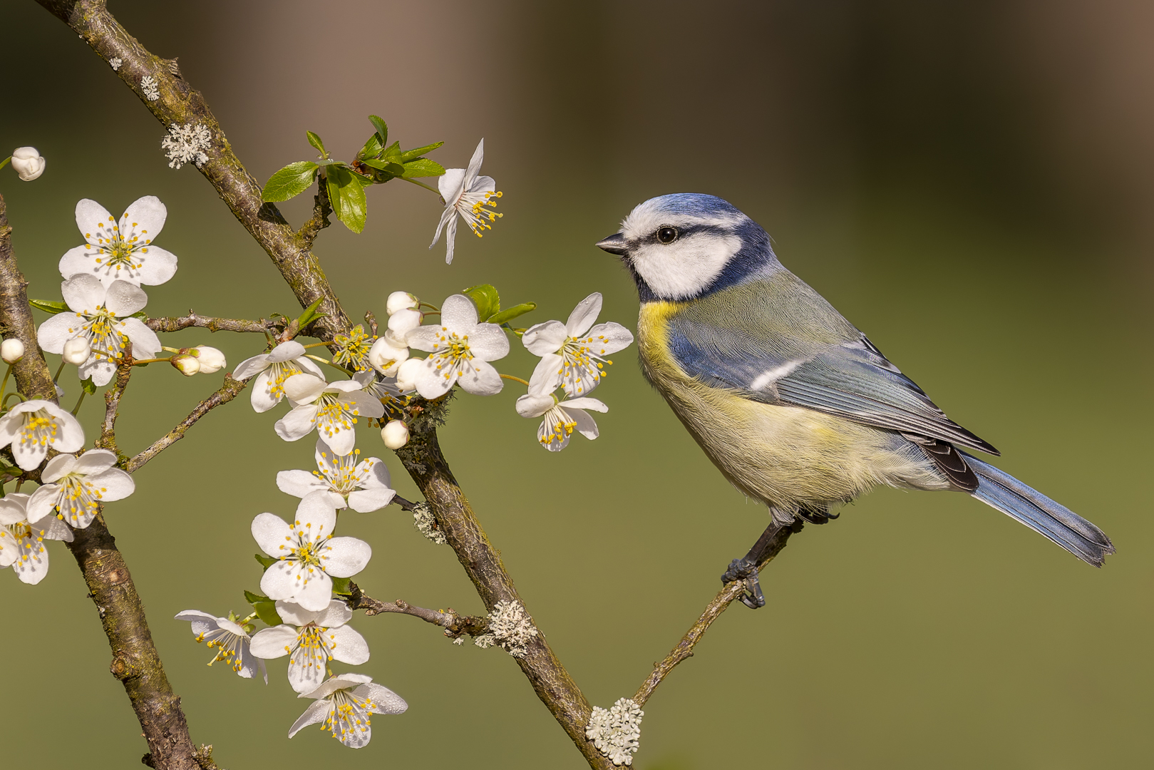 Blaumeise Foto & Bild | frühling, natur, europa Bilder auf fotocommunity