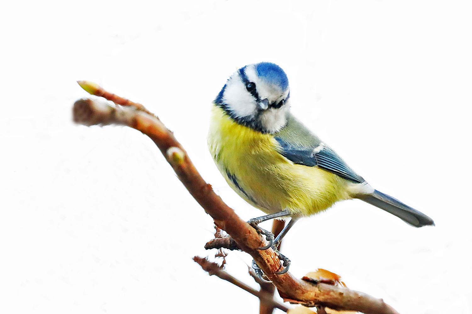 Blaumeise Foto & Bild | fotos, winter, natur Bilder auf fotocommunity