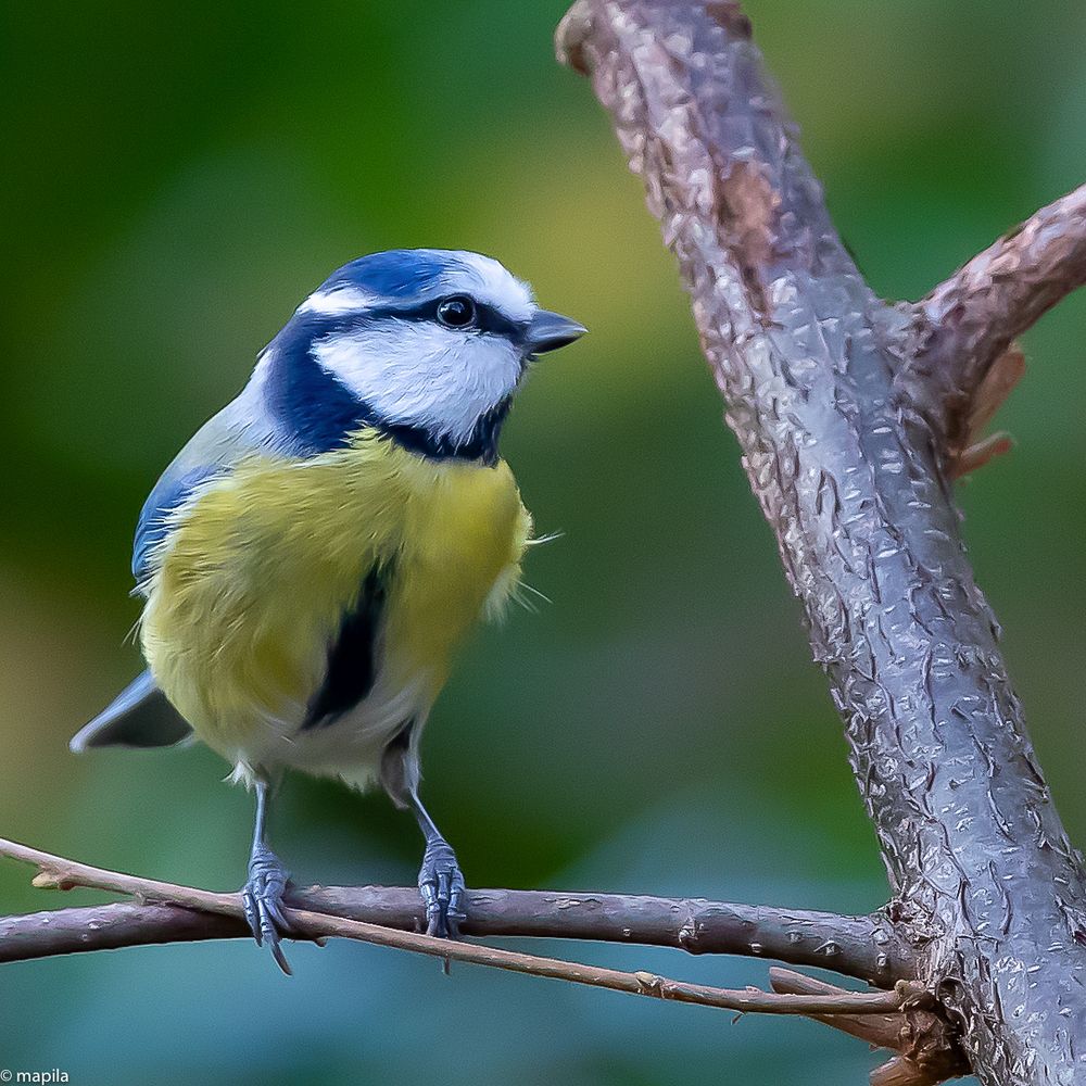 Blaumeise ——— Foto & Bild | tiere, wildlife, wild lebende vögel Bilder ... Blaumeise ——— Foto & Bild | tiere, wildlife, wild lebende vögel Bilder ...