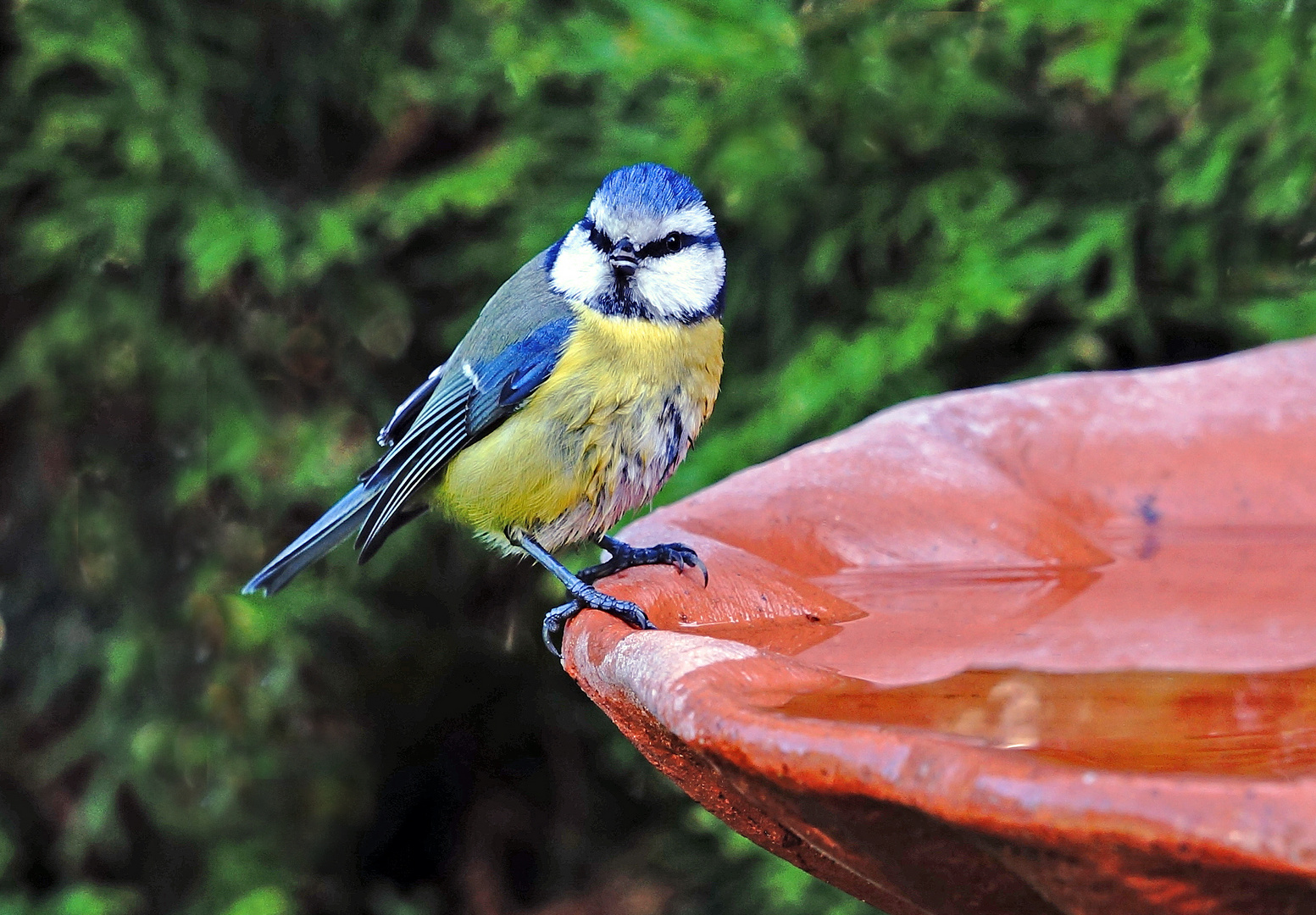 Blaumeise Foto & Bild | jahreszeiten, fotokunst, natur-kreativ Bilder ...