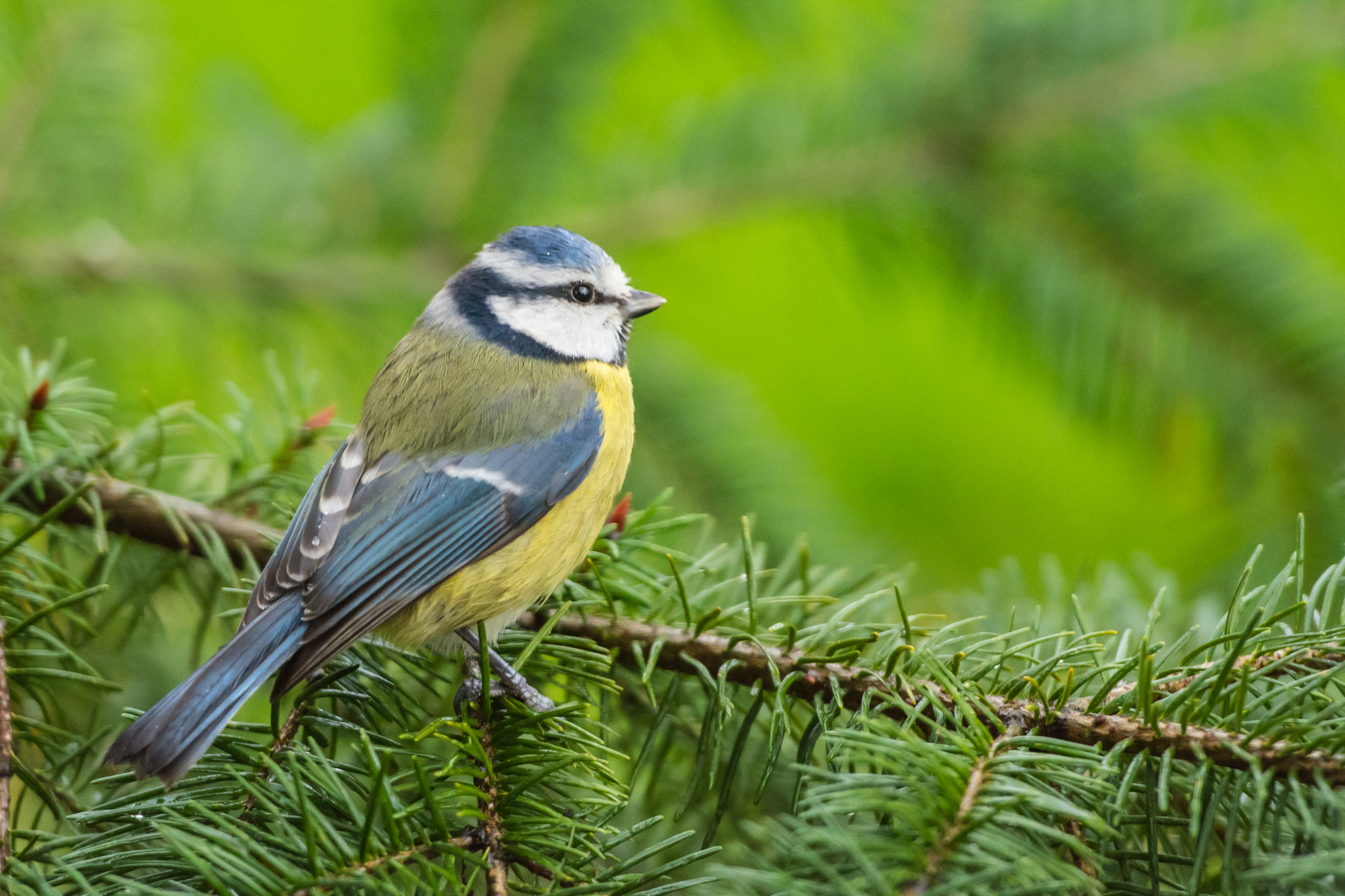 Blaumeise auf dem Zweig Foto & Bild | tiere, wildlife, wild lebende ... Blaumeise auf dem Zweig Foto & Bild | tiere, wildlife, wild lebende ...