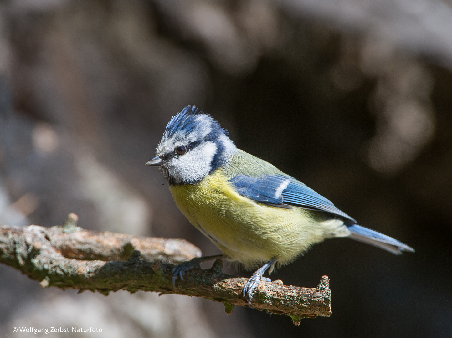 - Blaumeise - Foto & Bild | fotos, natur, tiere Bilder auf fotocommunity