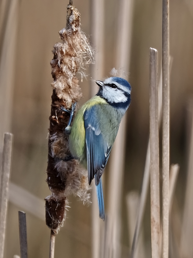Blaumeise beim Nestbau Foto & Bild | Bilder auf fotocommunity