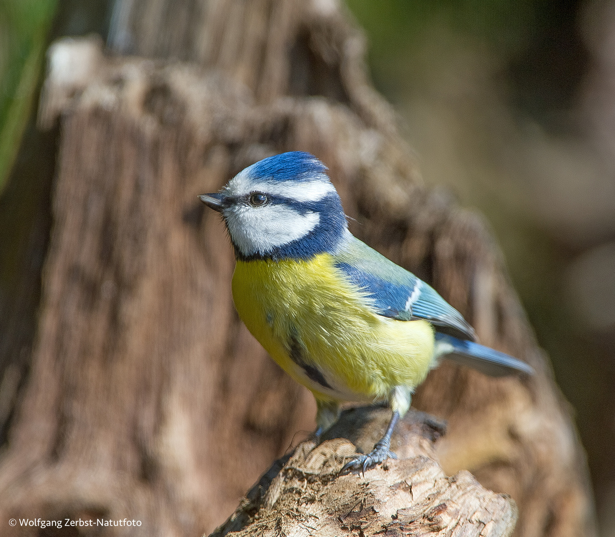 -- Blaumeise. --. Foto & Bild | fotos, natur, tiere Bilder auf ...