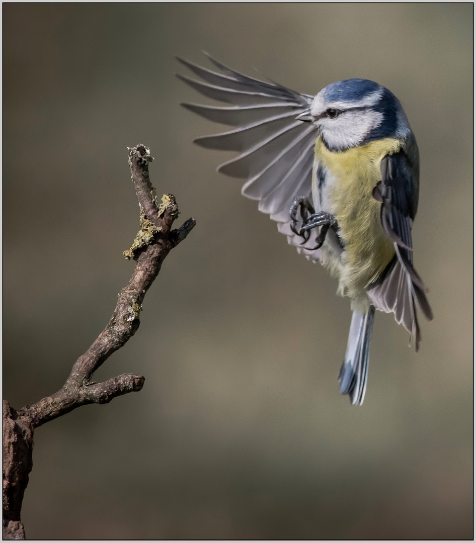 Blaumeise .... Foto & Bild | tiere, wildlife, wild lebende vögel Bilder ...