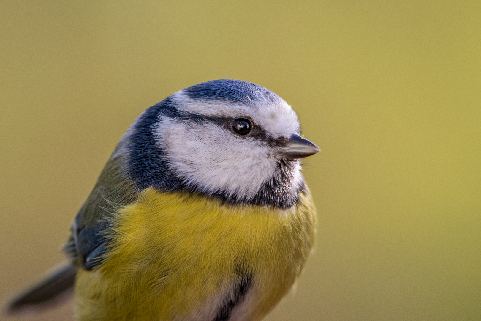 Blaumeise Foto & Bild | tiere, wildlife, wild lebende vögel Bilder auf ...