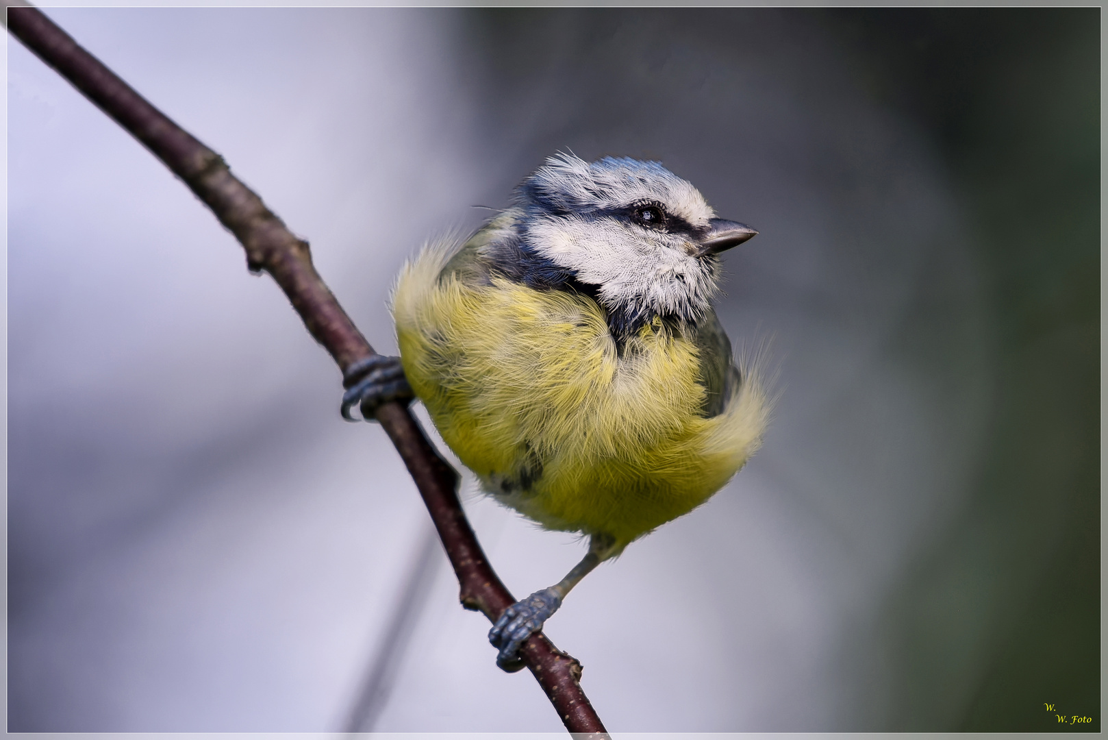 Blaumeise Foto & Bild | natur, tiere, wildlife Bilder auf fotocommunity Blaumeise Foto & Bild | natur, tiere, wildlife Bilder auf fotocommunity