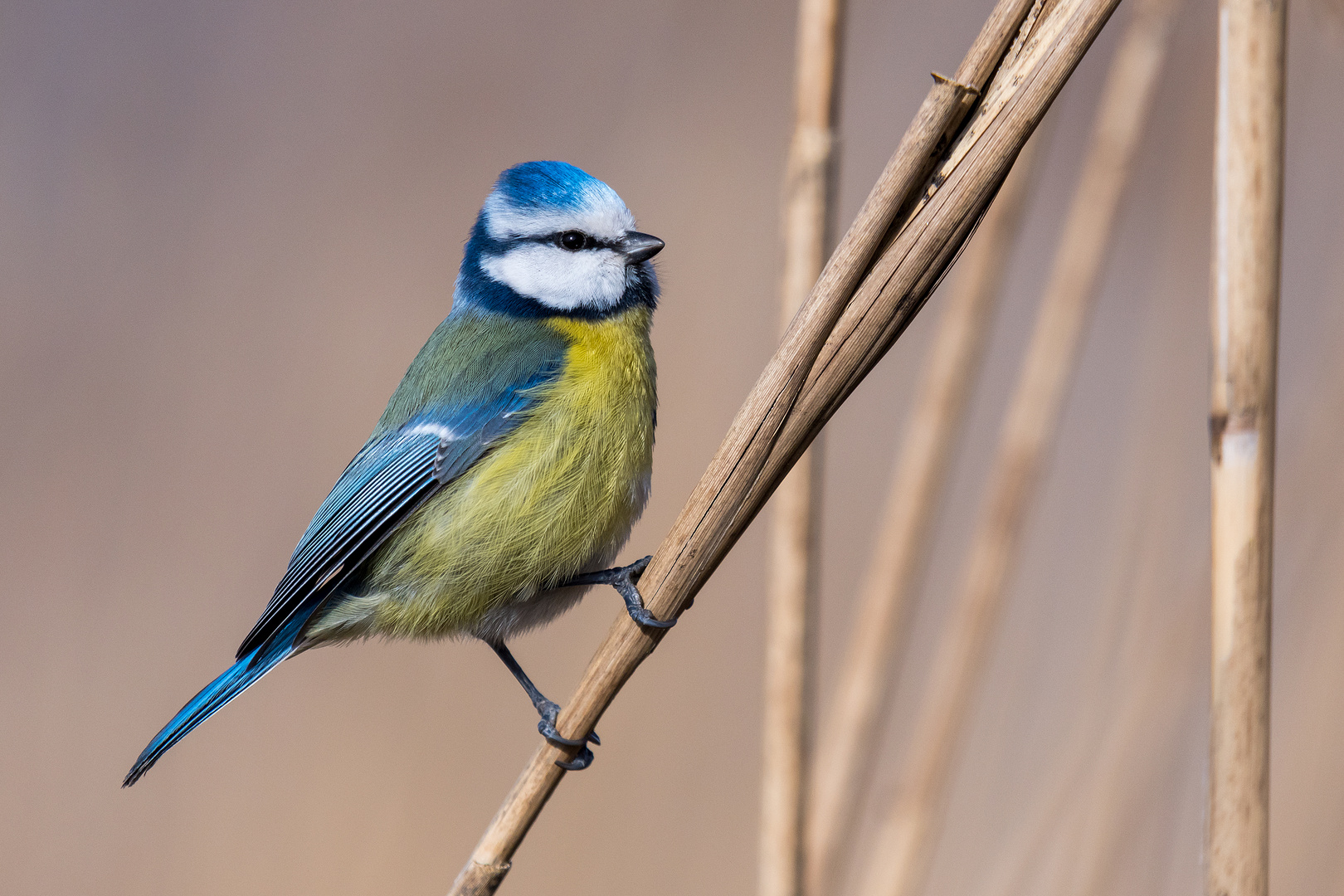 Blaumeise Foto & Bild | deutschland, europe, brandenburg Bilder auf ...