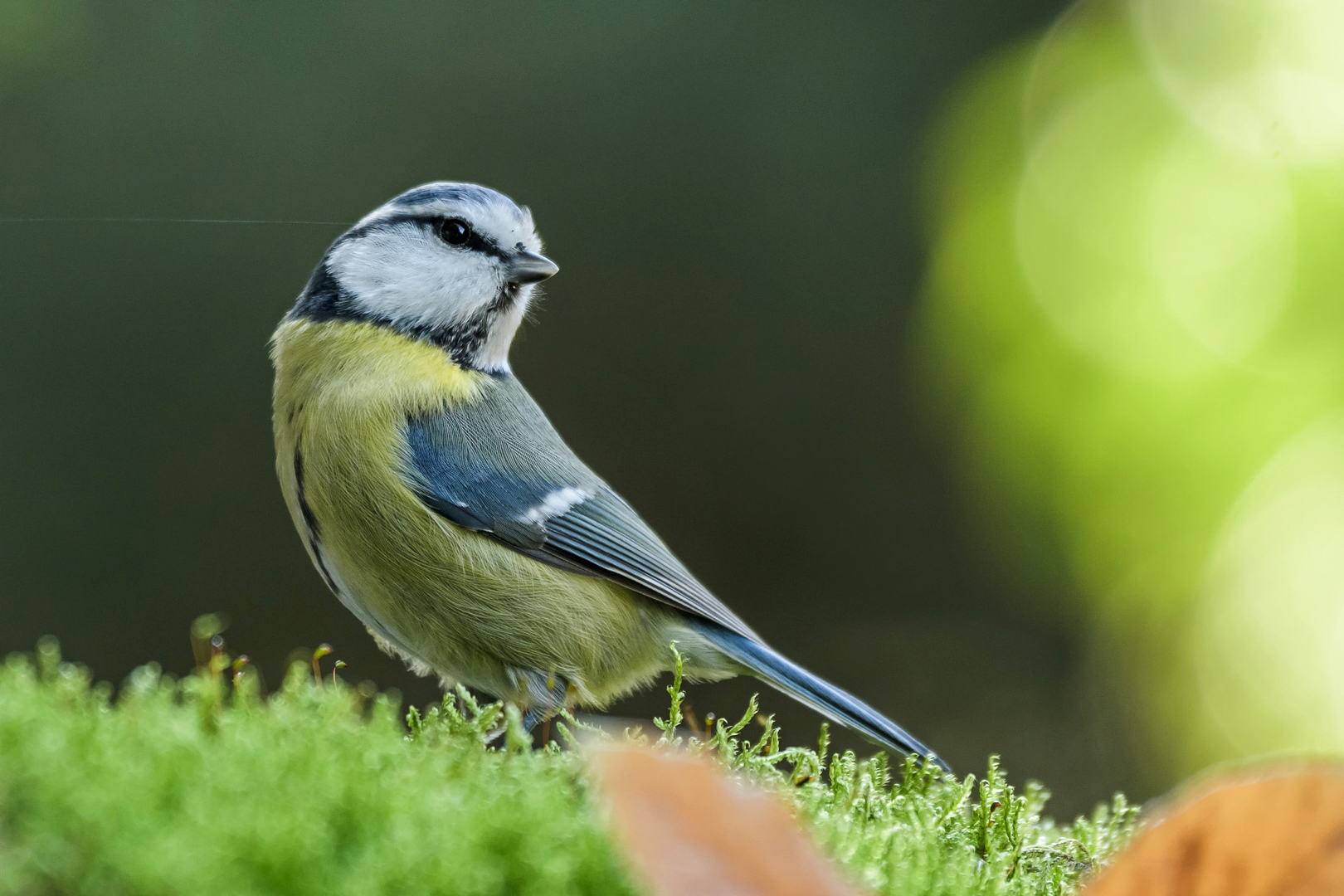 Blaumeise ... Foto & Bild | tiere, wildlife, wild lebende vögel Bilder ...