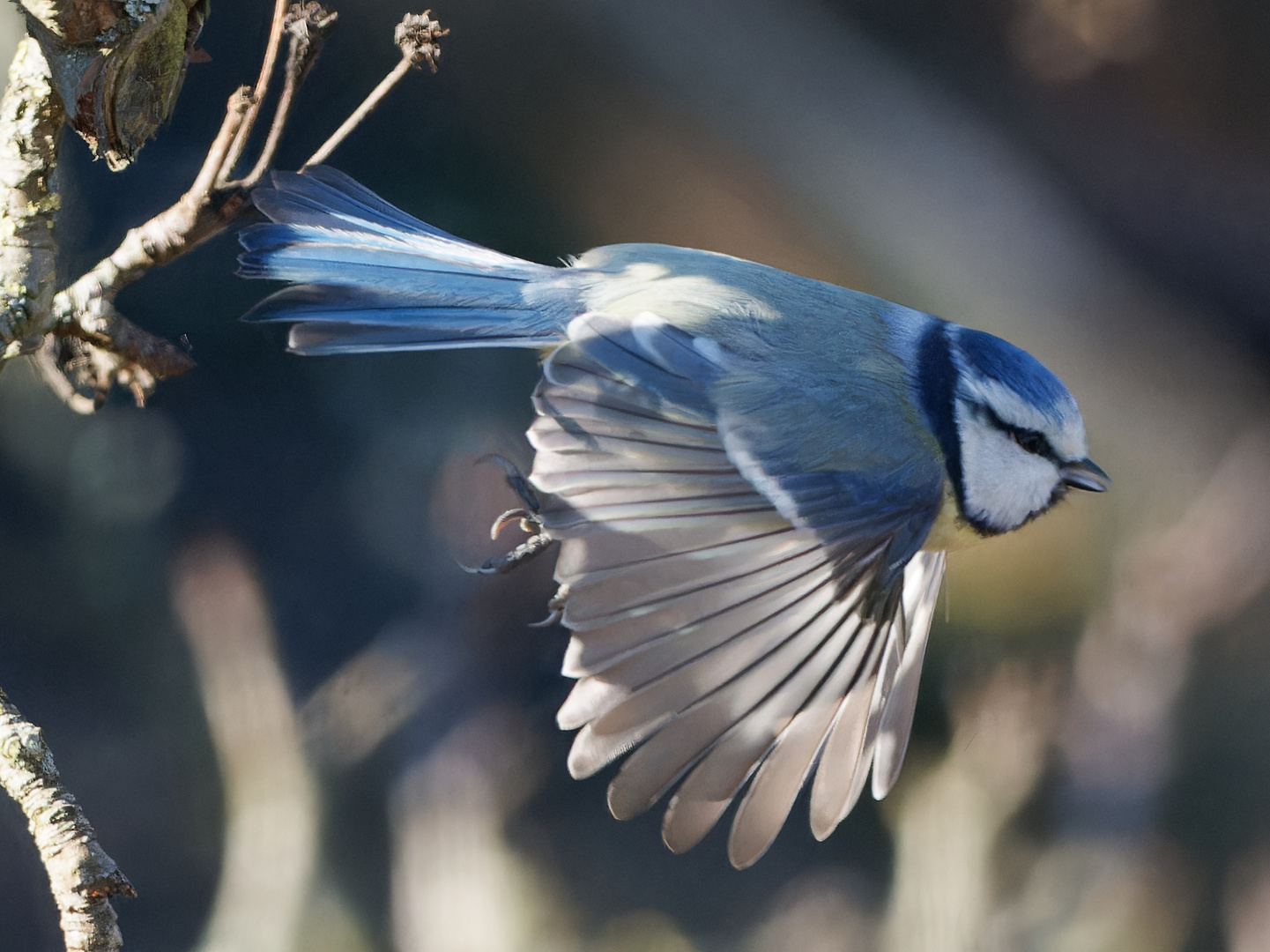 Blaumeise im Flug Foto & Bild | winter, natur, tiere Bilder auf ...